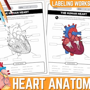 Human Heart Parts Labeling Worksheet | Anatomy of the Heart | Parts of ...