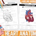 Human Heart Parts Labeling Worksheet | Anatomy of the Heart | Parts of ...