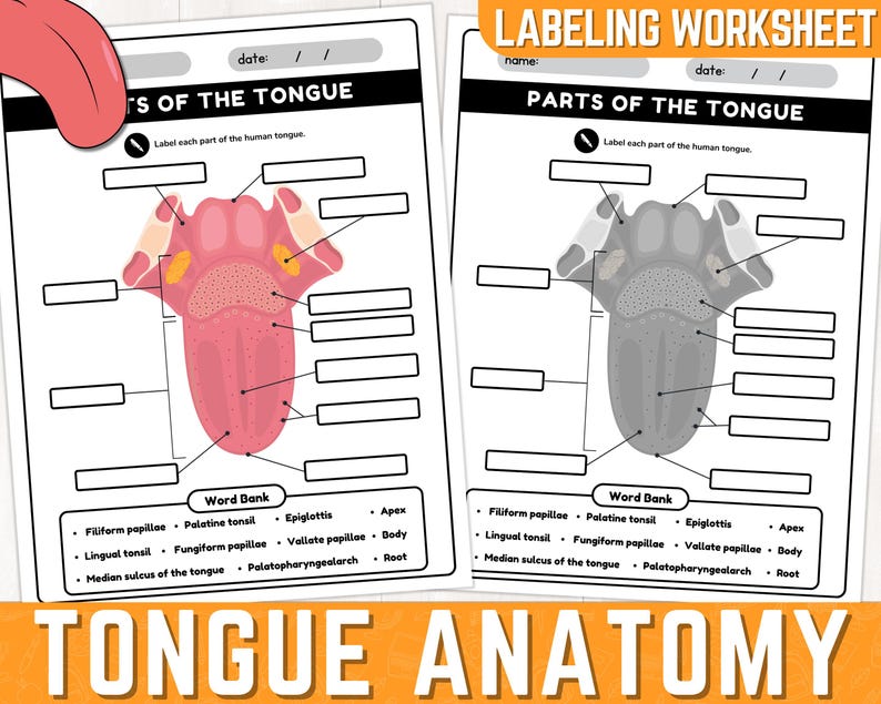 Human Tongue Parts Labeling Worksheet | Anatomy of the Tongue | Parts ...