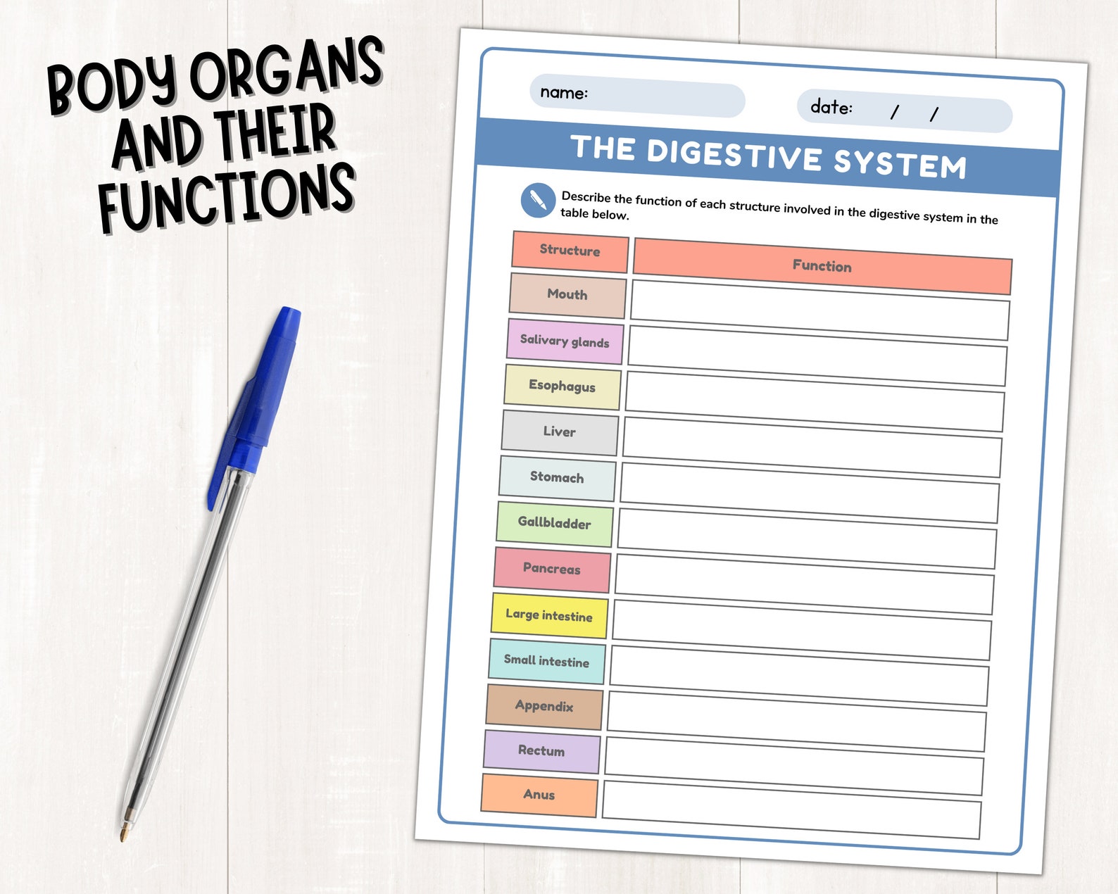 Digestive System Worksheets, Parts of the Digestive System, Digestive ...