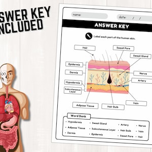 Human Skin Parts Labeling Worksheet | Anatomy of the Skin | Parts of ...