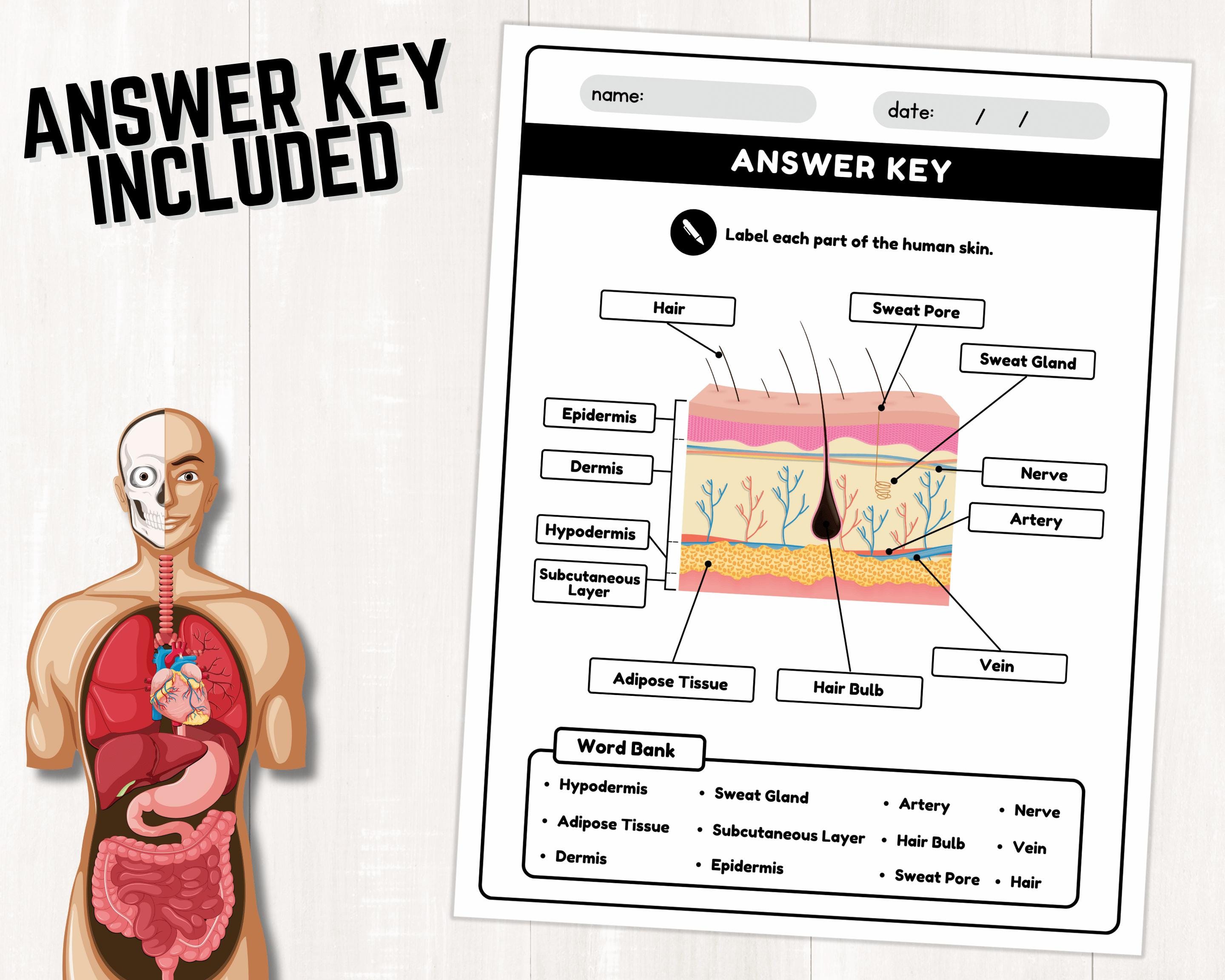 Human Skin Parts Labeling Worksheet | Anatomy of the Skin | Parts of ...