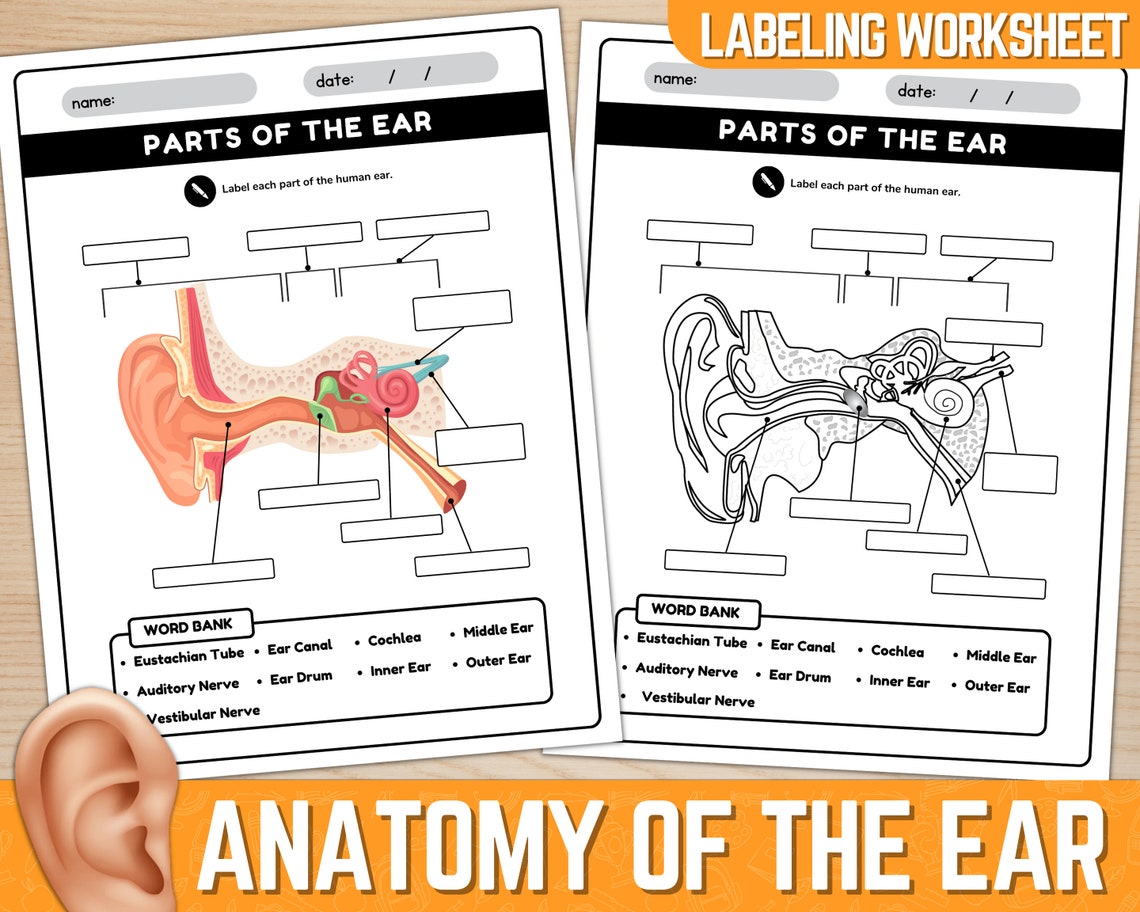 Parts of the Ear Diagram Worksheet | Anatomy of the Ear | Ear Anatomy ...