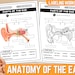 Parts of the Ear Diagram Worksheet | Anatomy of the Ear | Ear Anatomy ...