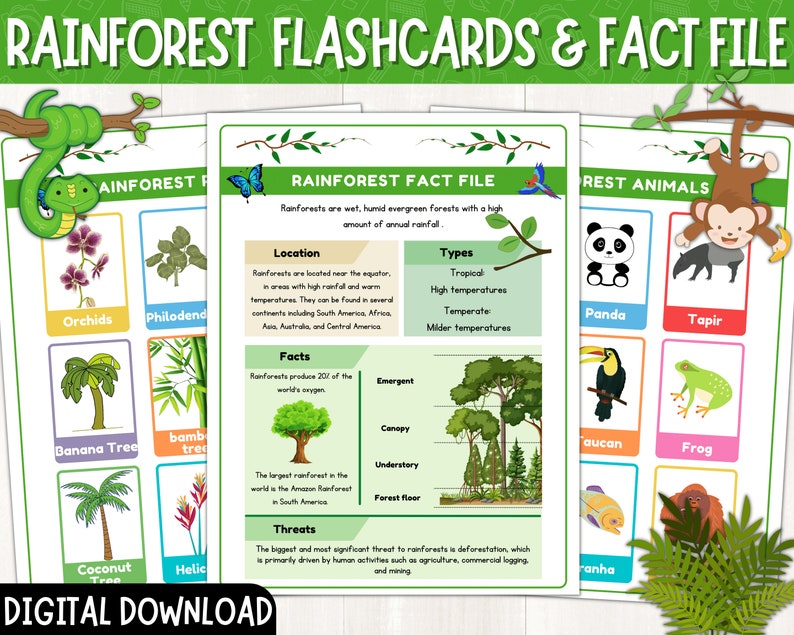 All About the Rainforest Habitat | the Rainforest Fact File ...
