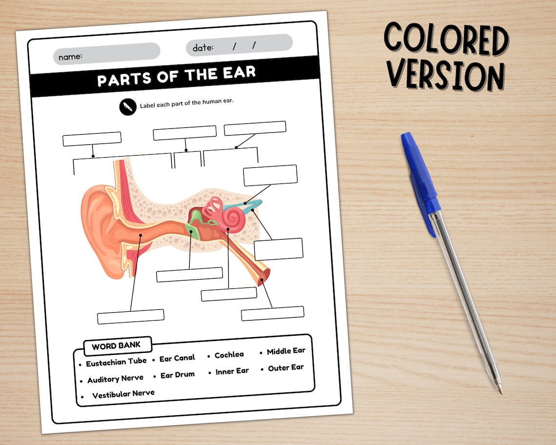 Parts of the Ear Diagram Worksheet | Anatomy of the Ear | Ear Anatomy ...