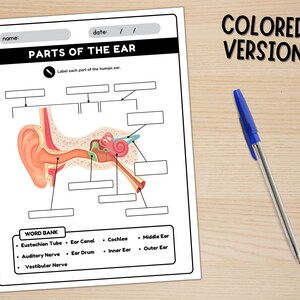 Parts of the Ear Diagram Worksheet | Anatomy of the Ear | Ear Anatomy ...