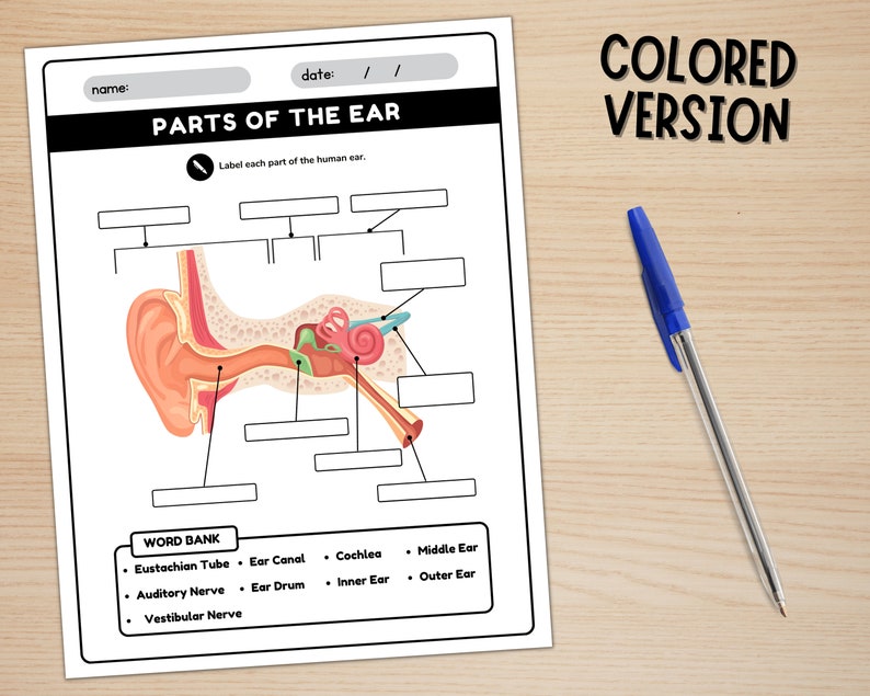 Parts of the Ear Diagram Worksheet | Anatomy of the Ear | Ear Anatomy ...