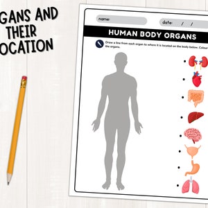 Human Body Organs Worksheets | Human Body Anatomy for Kids | Printable ...