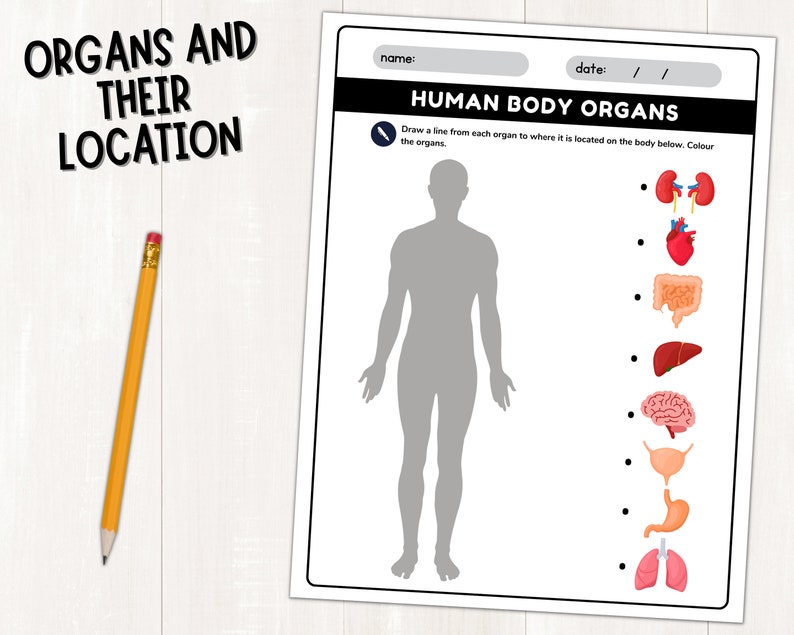 Human Body Organs Worksheets | Human Body Anatomy for Kids | Printable ...