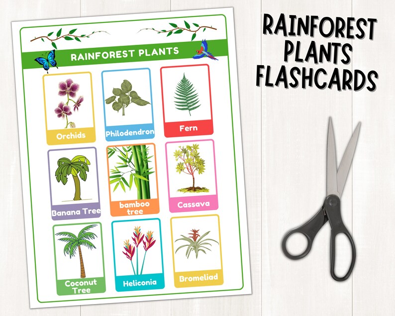 All About the Rainforest Habitat | the Rainforest Fact File ...