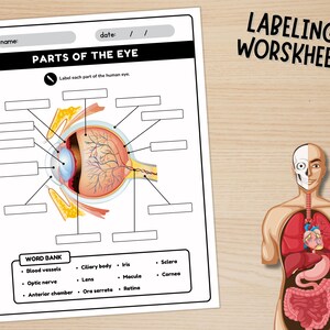 Human Eye Parts Labeling Worksheet | Anatomy of the Eye | Parts of the ...