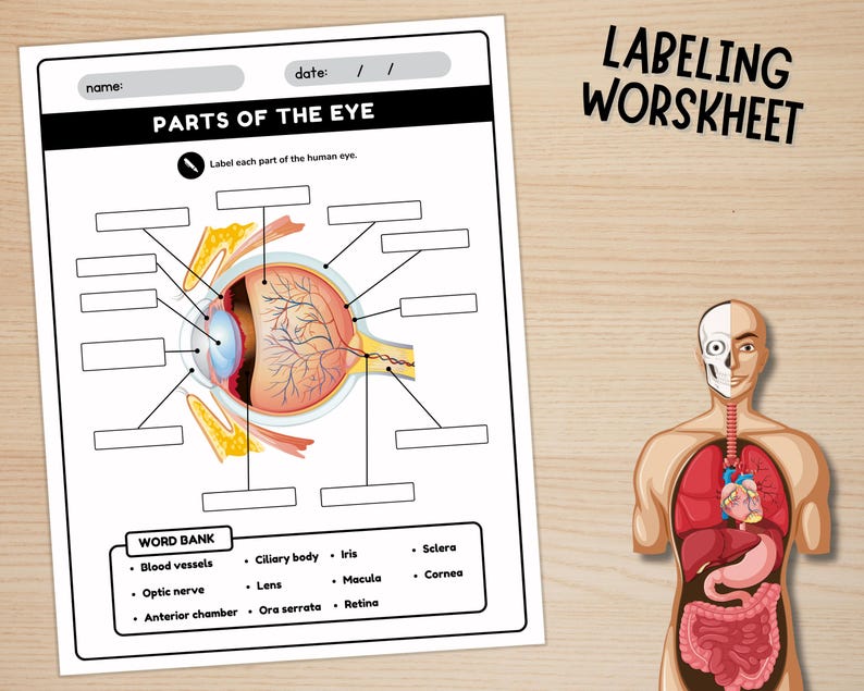 Human Eye Parts Labeling Worksheet | Anatomy of the Eye | Parts of the ...