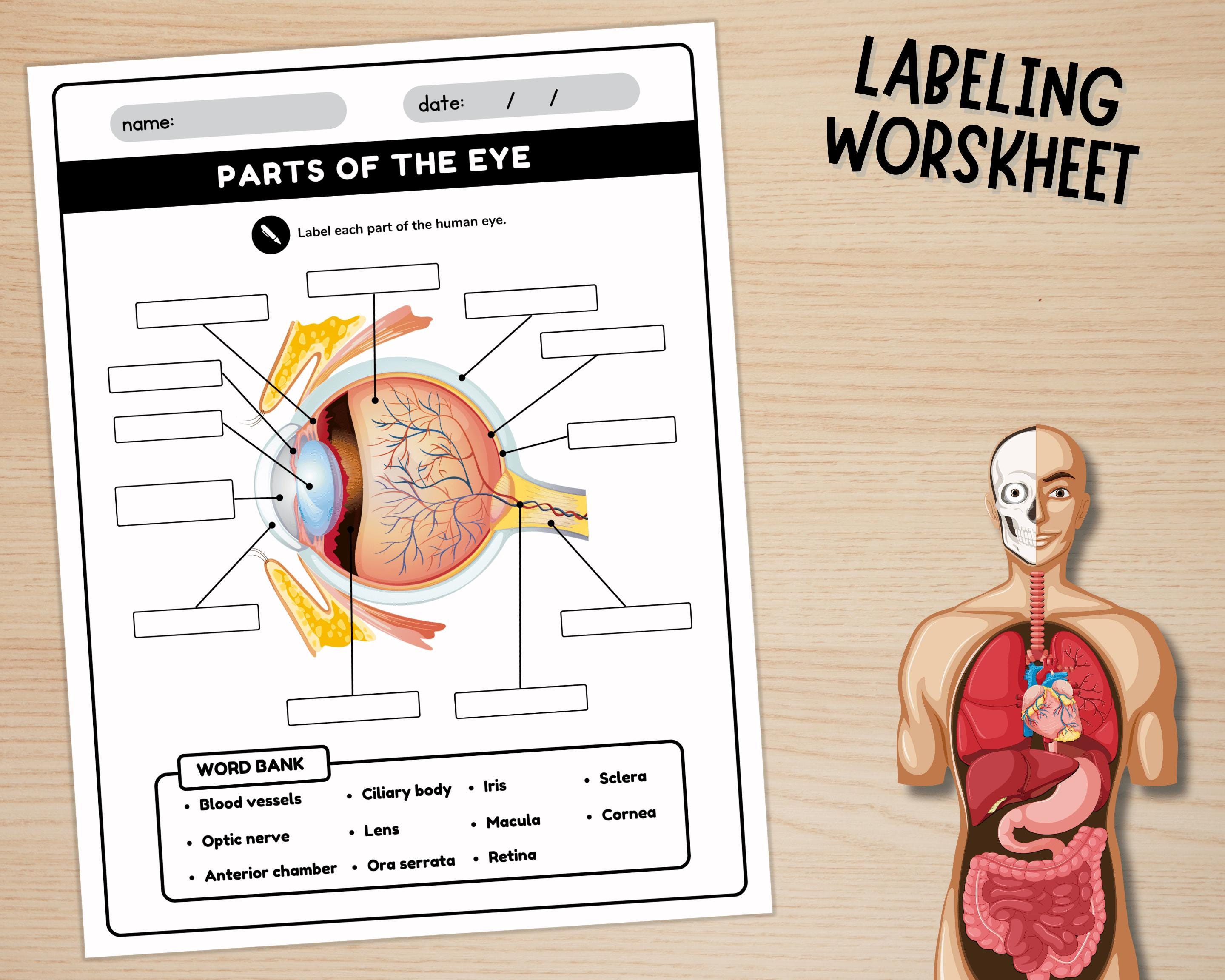 Human Eye Parts Labeling Worksheet | Anatomy of the Eye | Parts of the ...