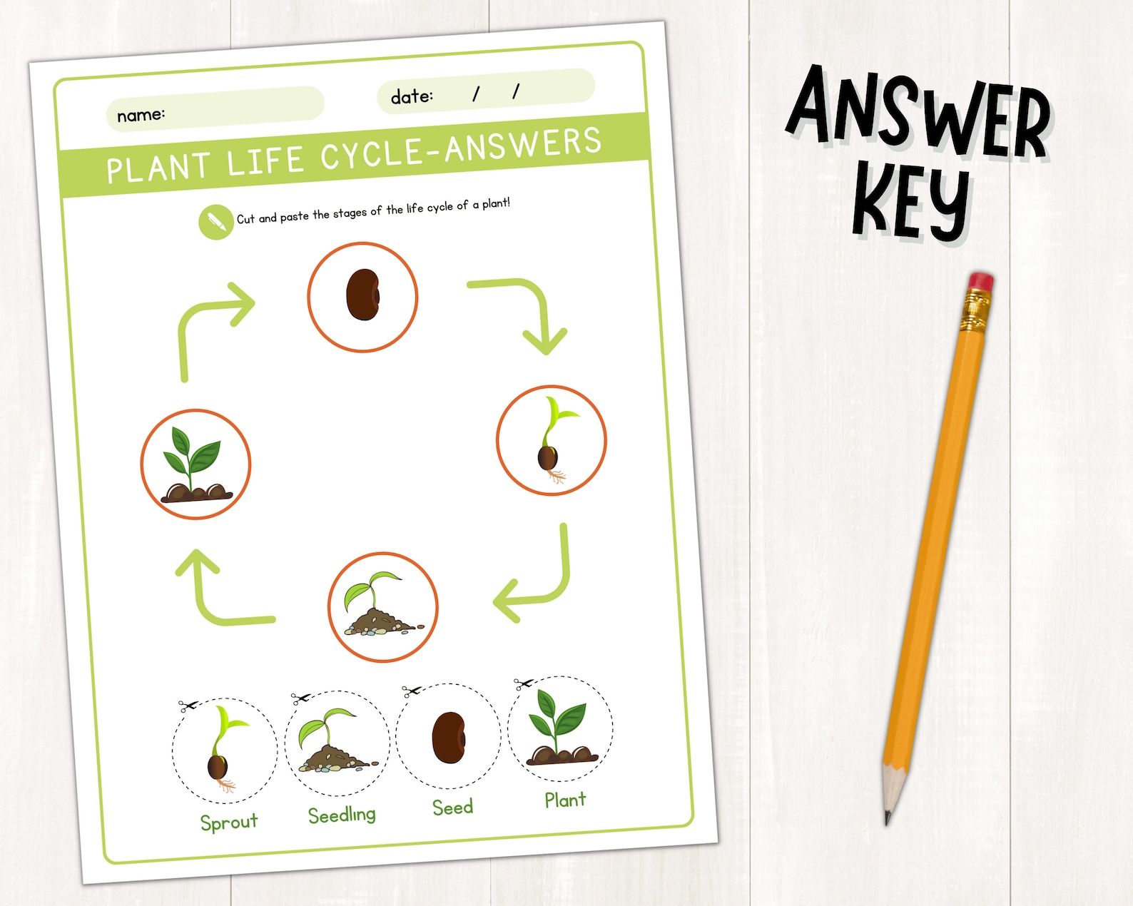 Types of Plants Worksheet | Plant Life Cycle Activity | Types of Plants ...