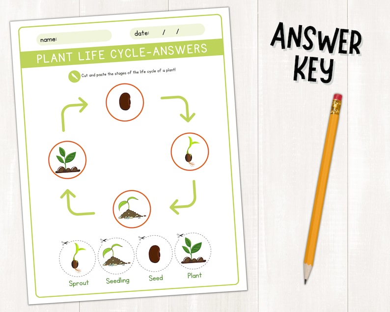 Types of Plants Worksheet | Plant Life Cycle Activity | Types of Plants ...