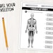 Printable Human Skeleton Labelling Worksheets | Label the Bones ...
