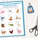 Mammal Vs. Not a Mammal Picture Sort | Animals Sorting Activity ...