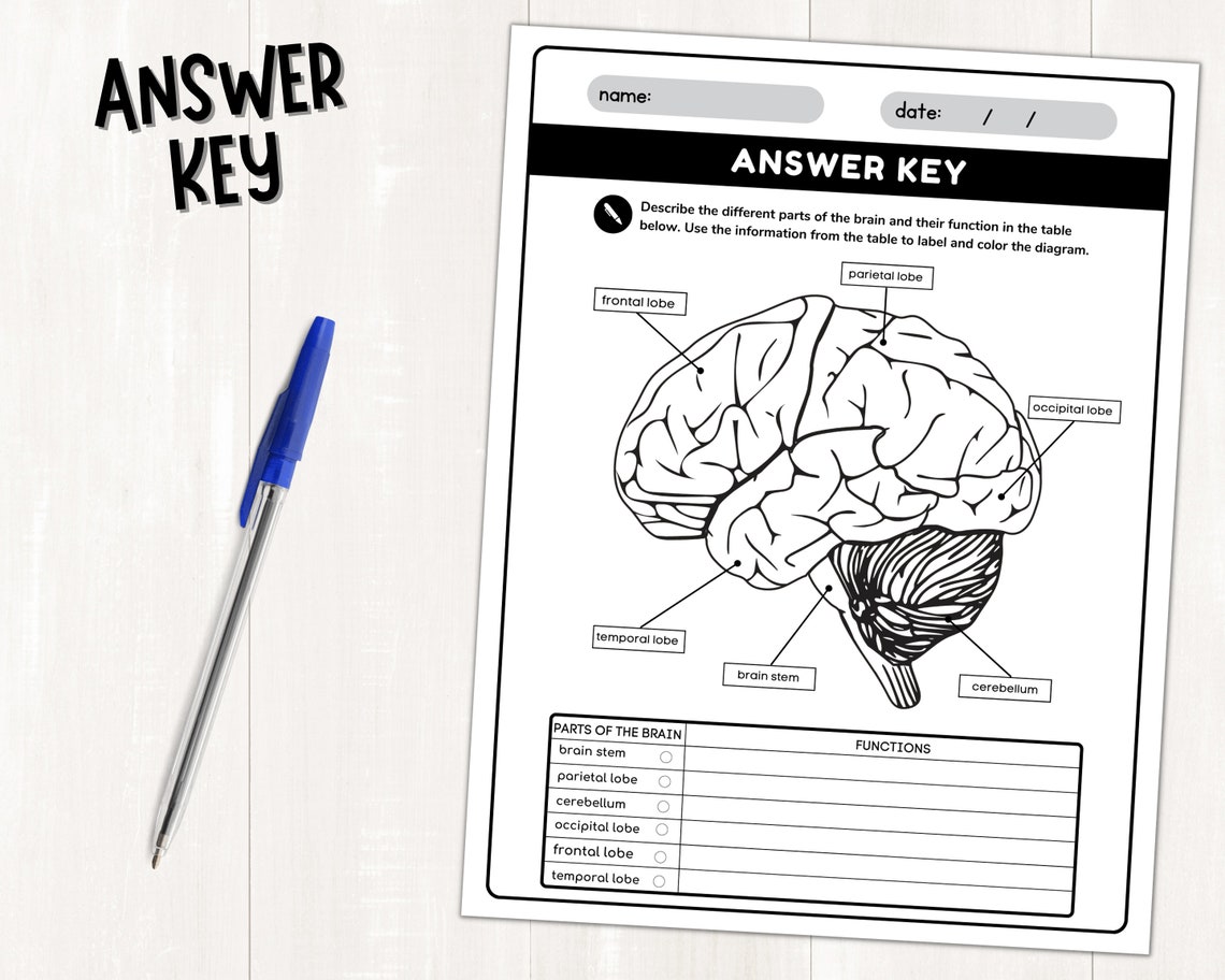 Human Brain Parts Labeling Worksheet | Anatomy of the Brain | Parts of ...