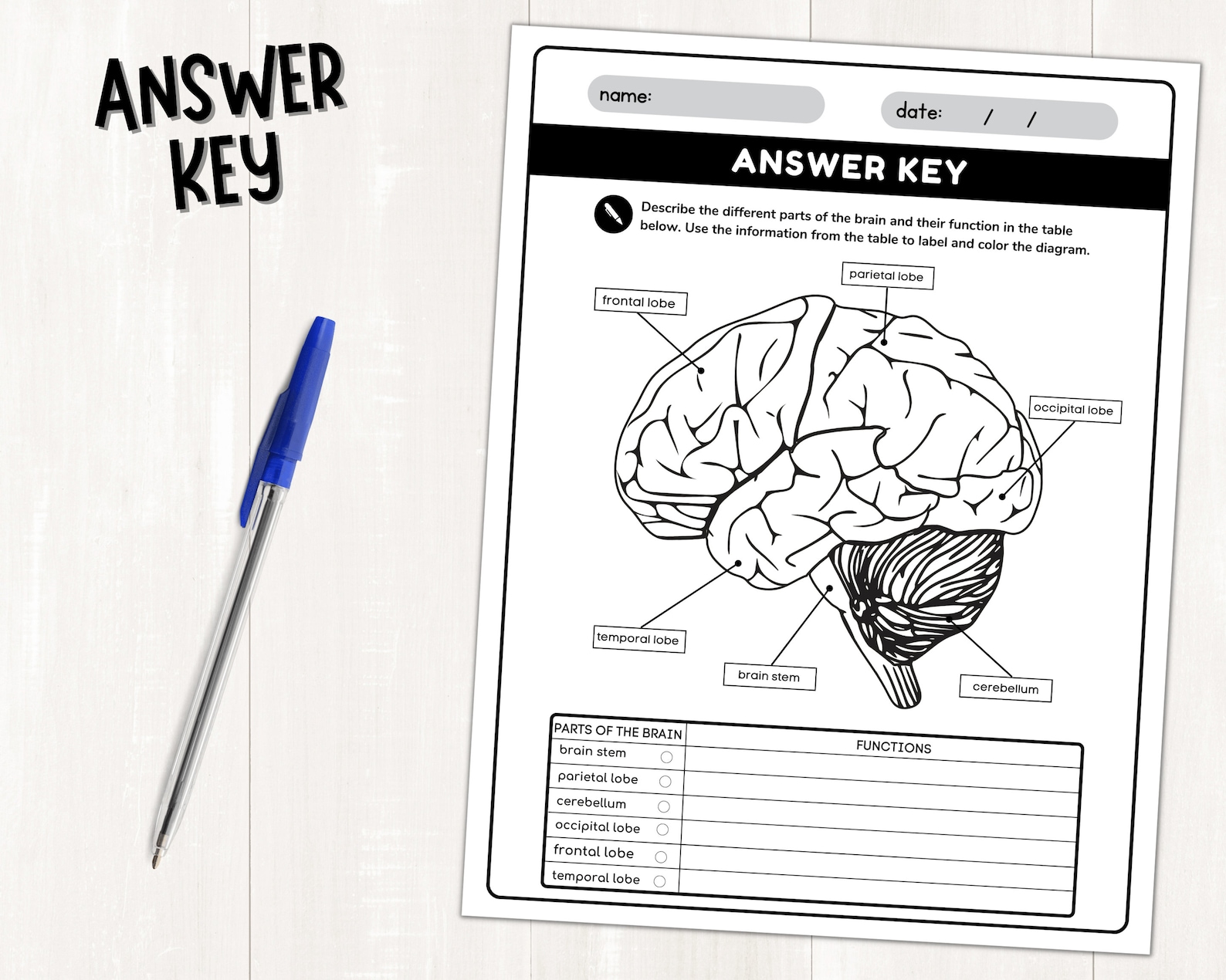 Human Brain Parts Labeling Worksheet | Anatomy of the Brain | Parts of ...