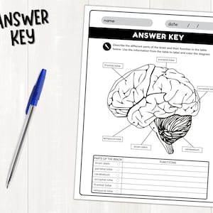 Human Brain Parts Labeling Worksheet | Anatomy of the Brain | Parts of ...