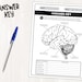 Human Brain Parts Labeling Worksheet | Anatomy of the Brain | Parts of ...