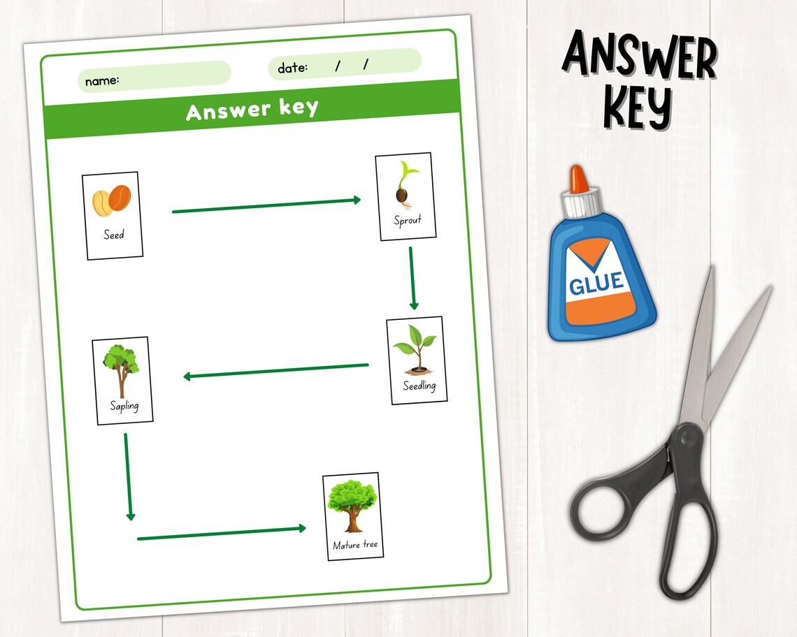 Parts of a Tree Labeling Activity Tree Life Cycle Worksheet Tree Fact ...