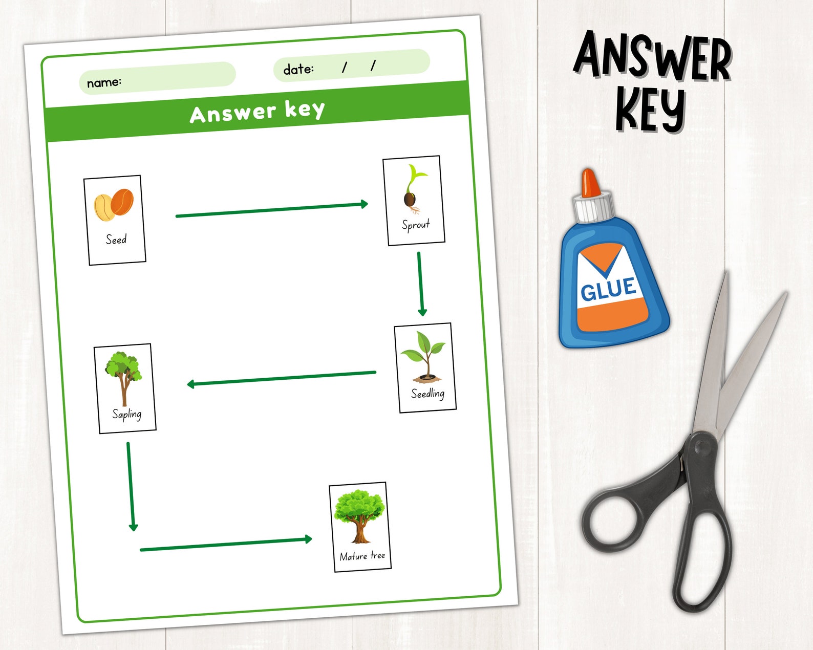 Parts of a Tree Labeling Activity | Tree Life Cycle Worksheet | Tree ...
