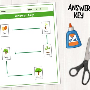Parts of a Tree Labeling Activity | Tree Life Cycle Worksheet | Tree ...