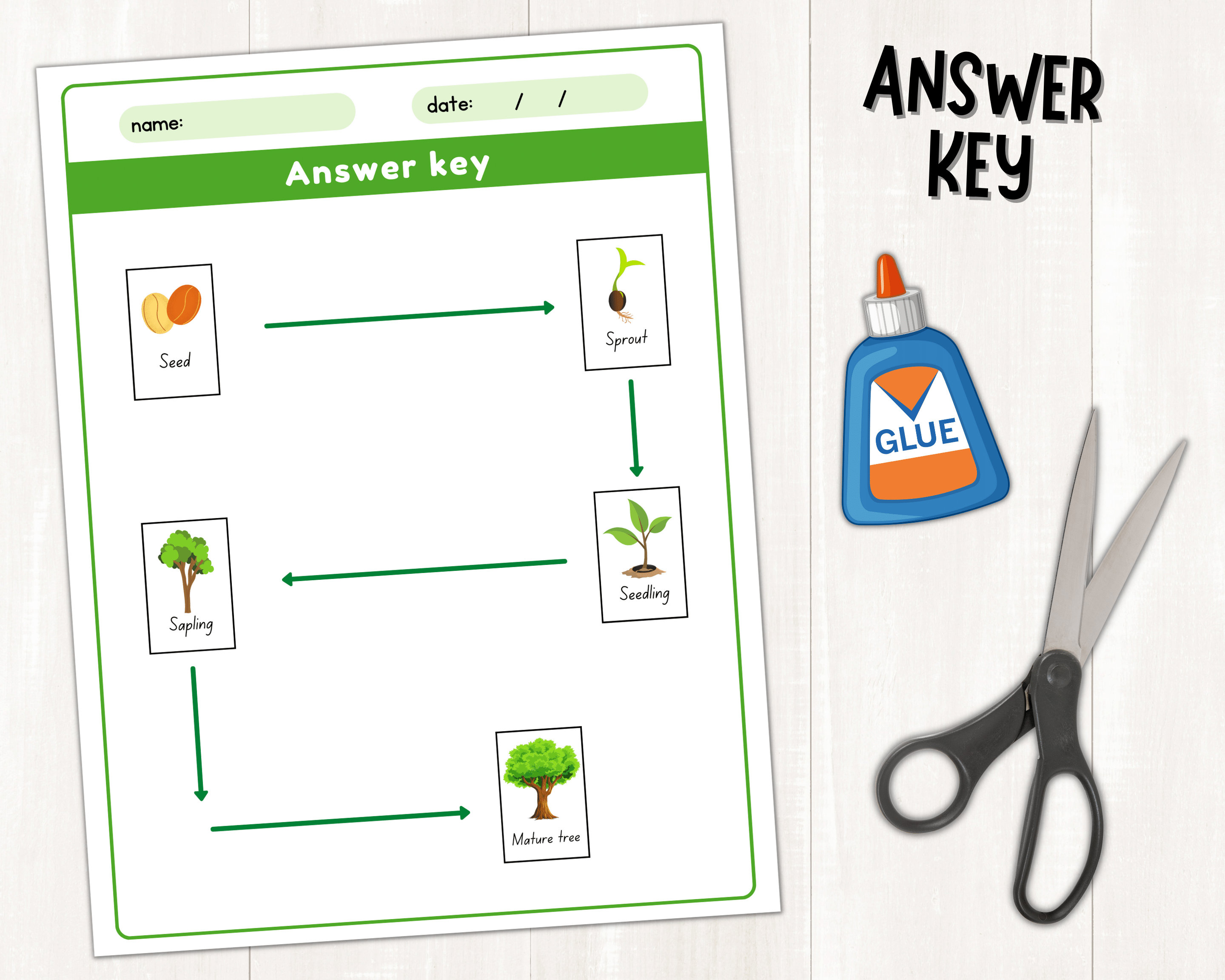 Parts of a Tree Labeling Activity | Tree Life Cycle Worksheet | Tree ...