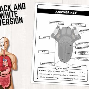 Human Tongue Parts Labeling Worksheet | Anatomy of the Tongue | Parts ...