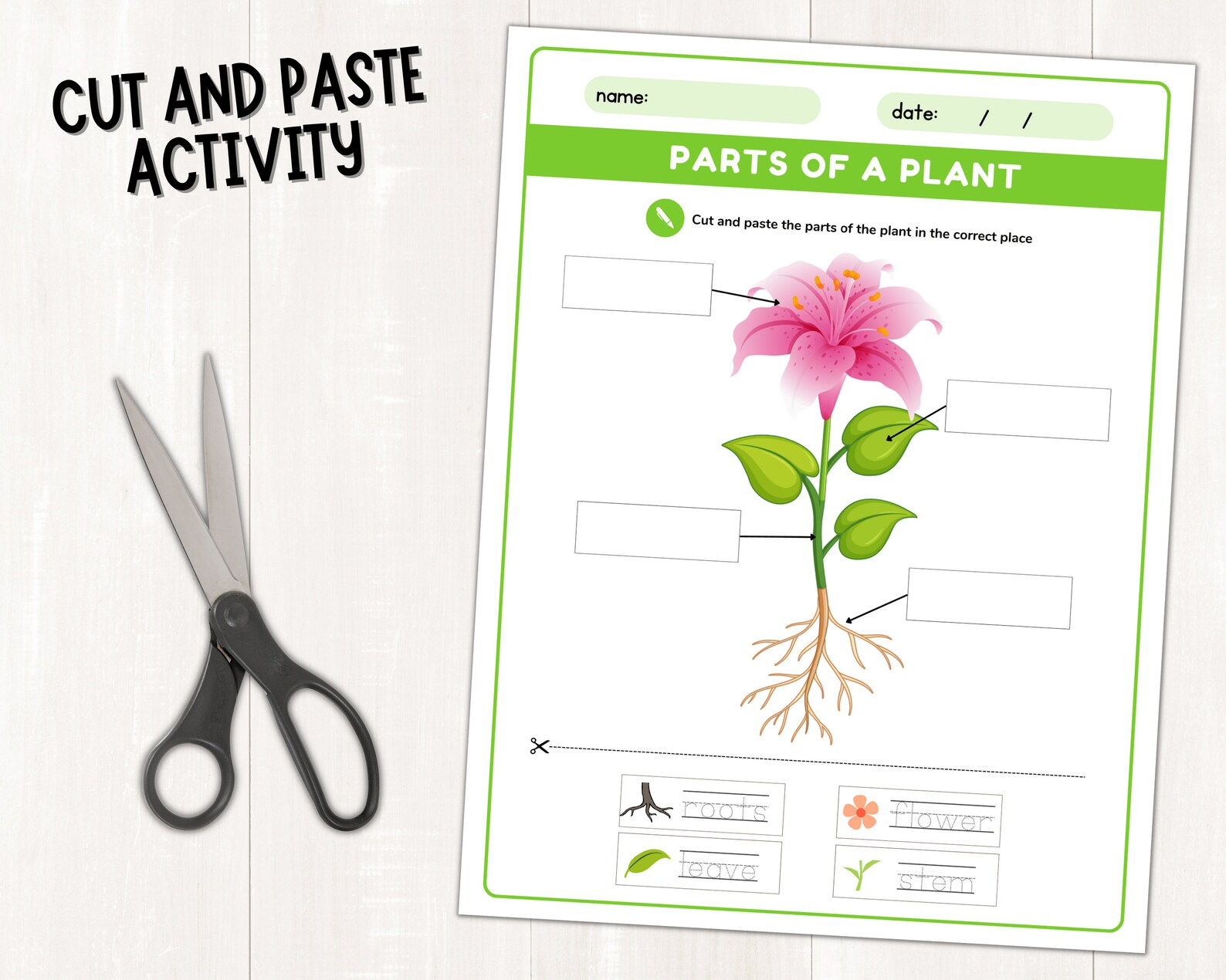 Parts of a Plant Science Activities | Printable Plant Labeling ...
