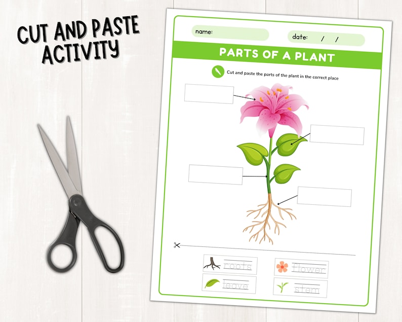 Parts of a Plant Science Activities | Printable Plant Labeling ...