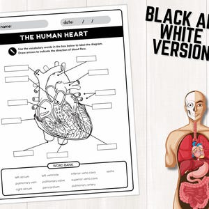 Human Heart Parts Labeling Worksheet | Anatomy of the Heart | Parts of ...