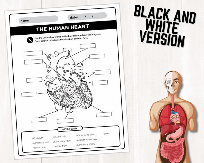 Human Heart Parts Labeling Worksheet | Anatomy of the Heart | Parts of ...