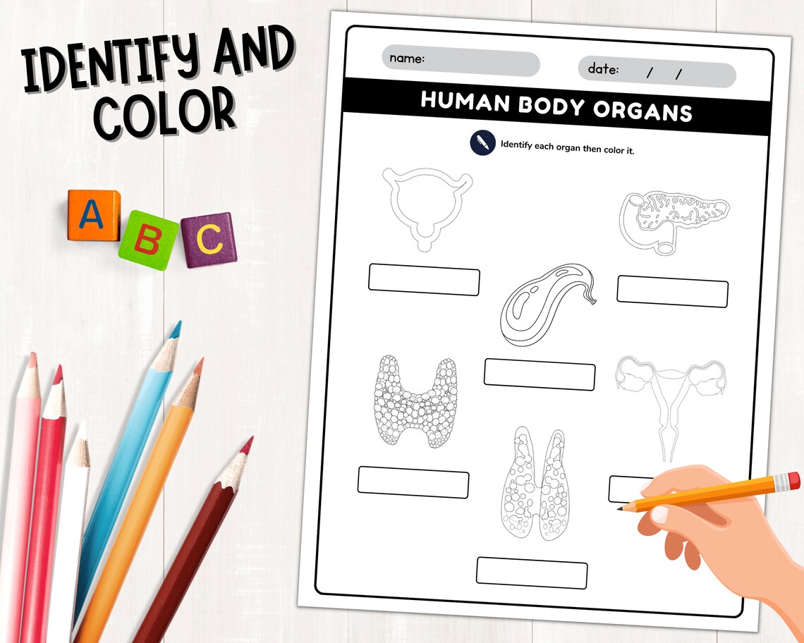 Human Body Organs Worksheets | Human Body Anatomy for Kids | Printable ...