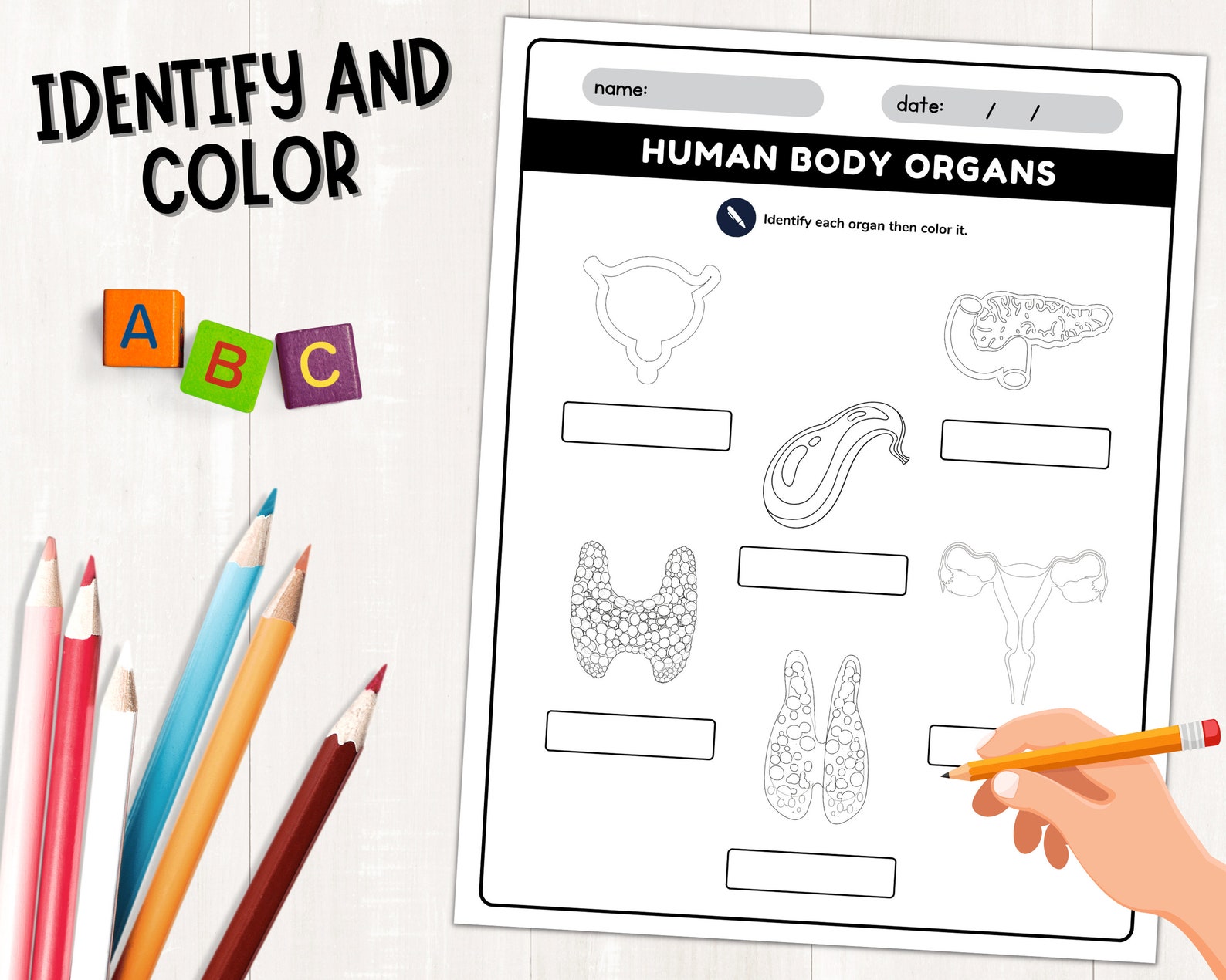 Human Body Organs Worksheets | Human Body Anatomy for Kids | Printable ...