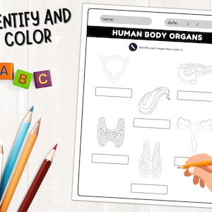Human Body Organs Worksheets | Human Body Anatomy for Kids | Printable ...