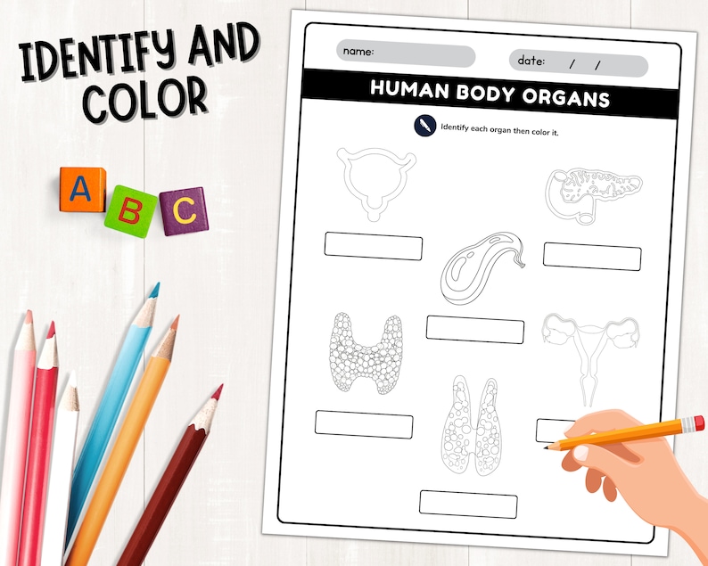 Human Body Organs Worksheets | Human Body Anatomy for Kids | Printable ...