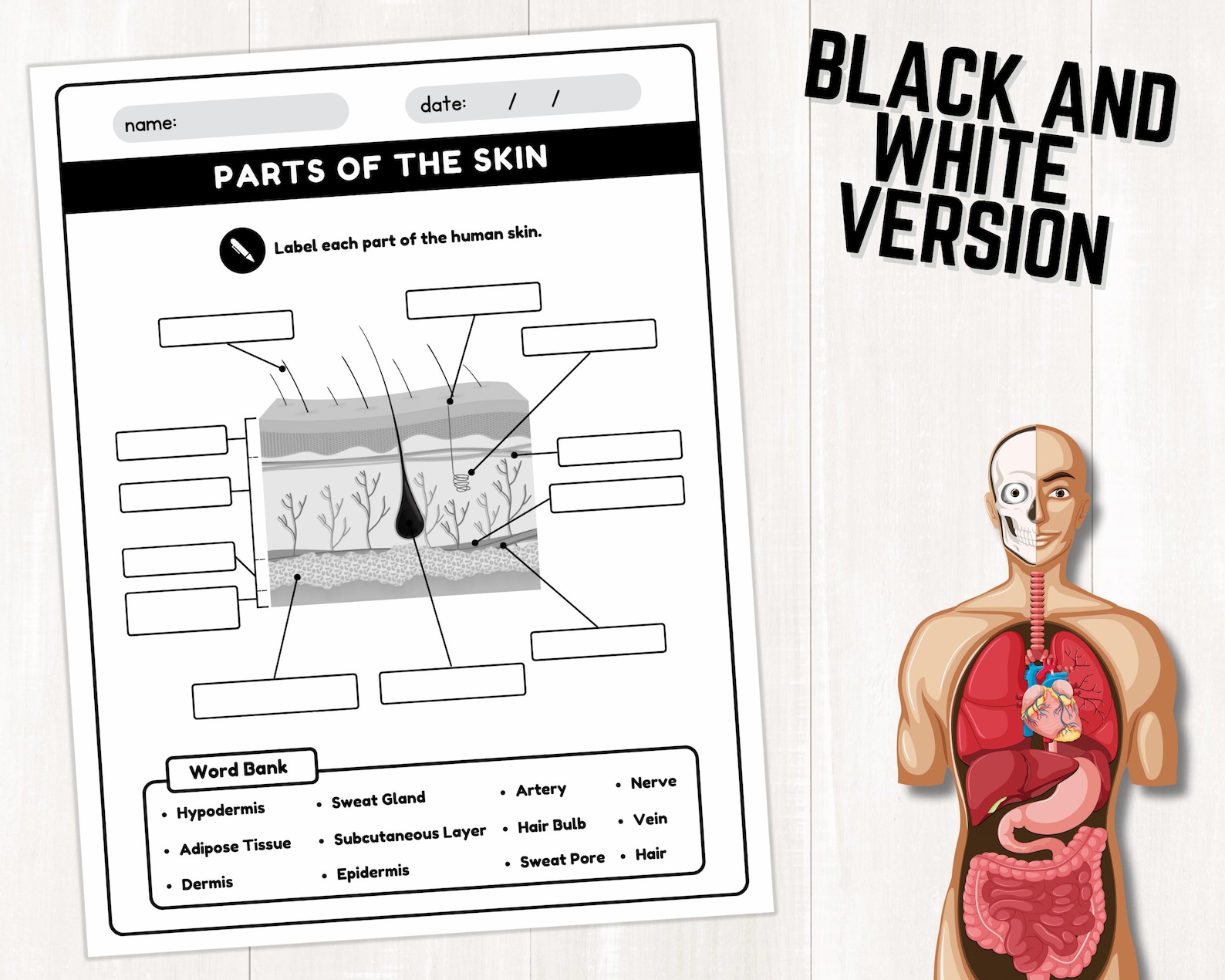 Human Skin Parts Labeling Worksheet | Anatomy of the Skin | Parts of ...