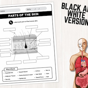 Human Skin Parts Labeling Worksheet | Anatomy of the Skin | Parts of ...