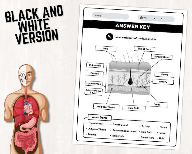Human Skin Parts Labeling Worksheet | Anatomy of the Skin | Parts of ...