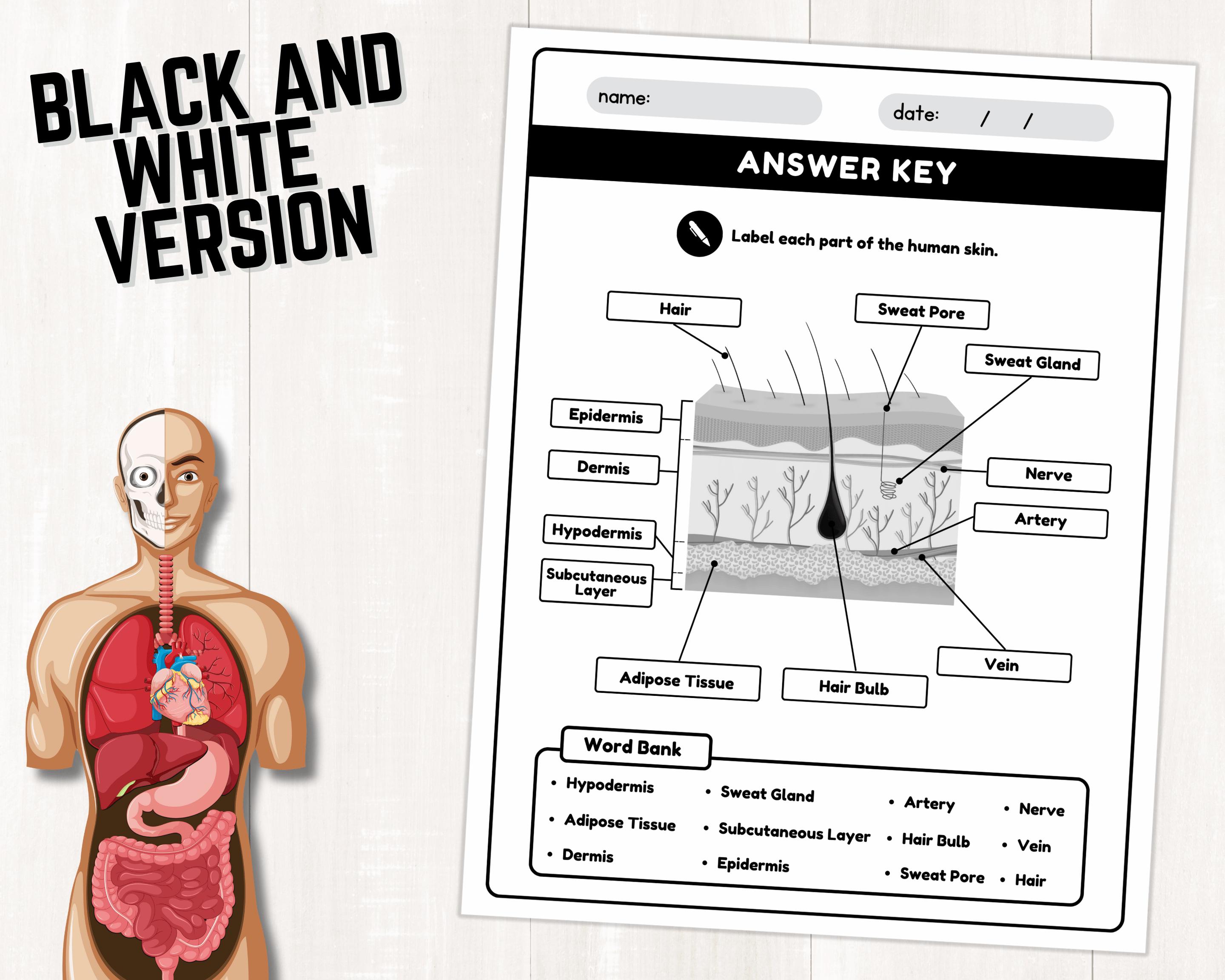 Human Skin Parts Labeling Worksheet | Anatomy of the Skin | Parts of ...