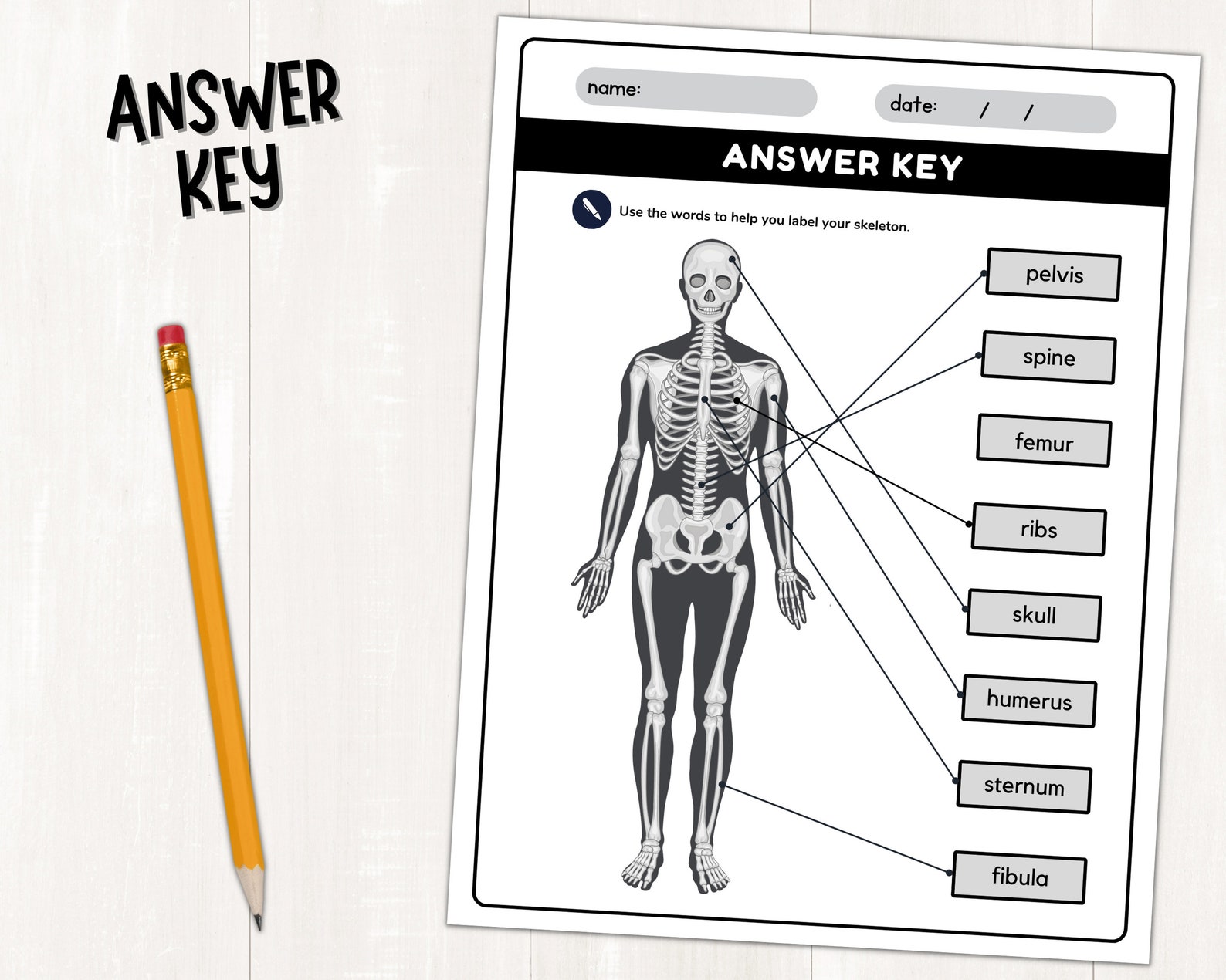 Printable Human Skeleton Labelling Worksheets | Label the Bones ...