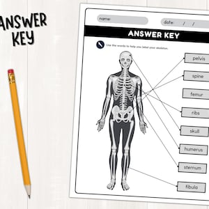 Printable Human Skeleton Labelling Worksheets | Label the Bones ...