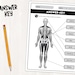 Printable Human Skeleton Labelling Worksheets Label the Bones Activity ...