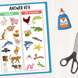 Mammal Vs. Not a Mammal Picture Sort | Animals Sorting Activity ...