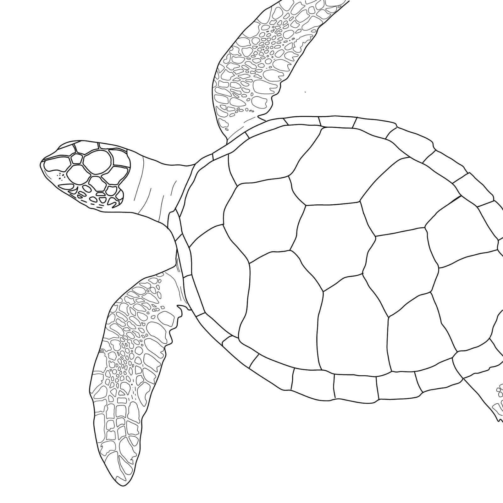 Sea Turtle Coloring Page Realistic