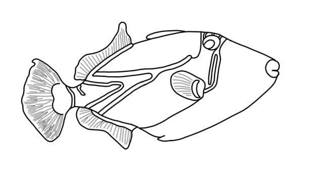 Humuhumunukunukuapua'a Fish Coloring Page - Etsy