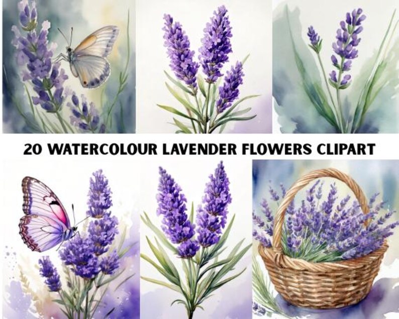 20 Lavender Watercolor Clipart – Botanical Digital Illustrations - Etsy